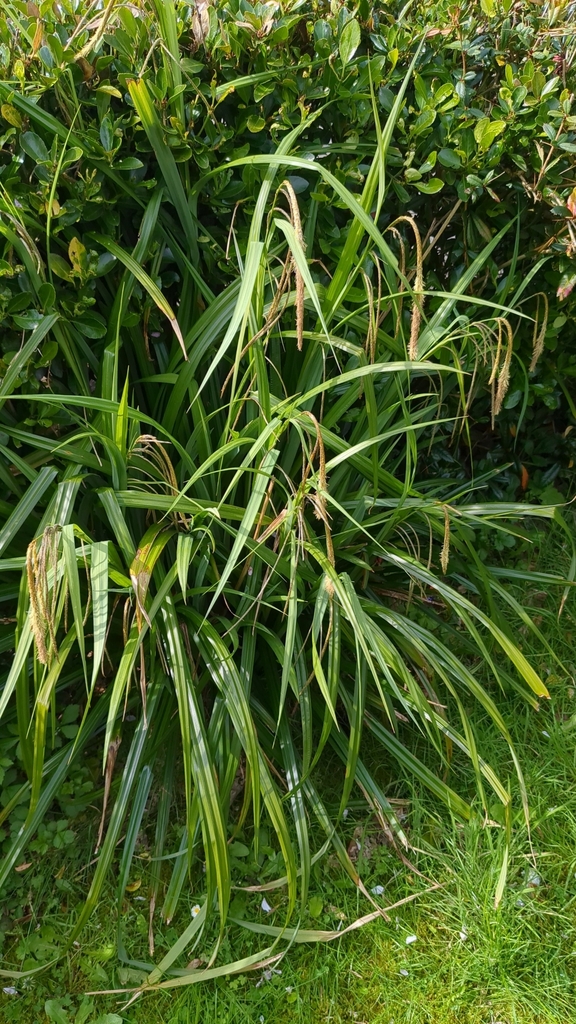 Hanging sedge from National Wildflower Centre, Liverpool L16 3NA, UK on ...