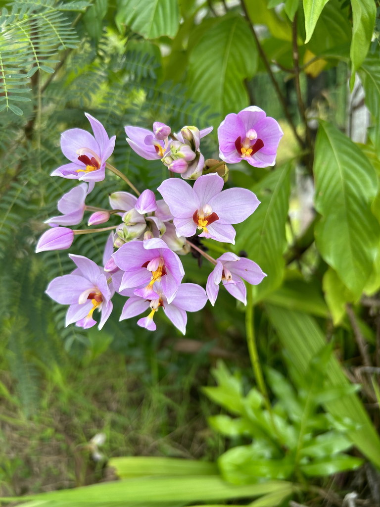 Philippine Ground Orchid from Koror, Palaos on April 27, 2024 at 01:29 ...