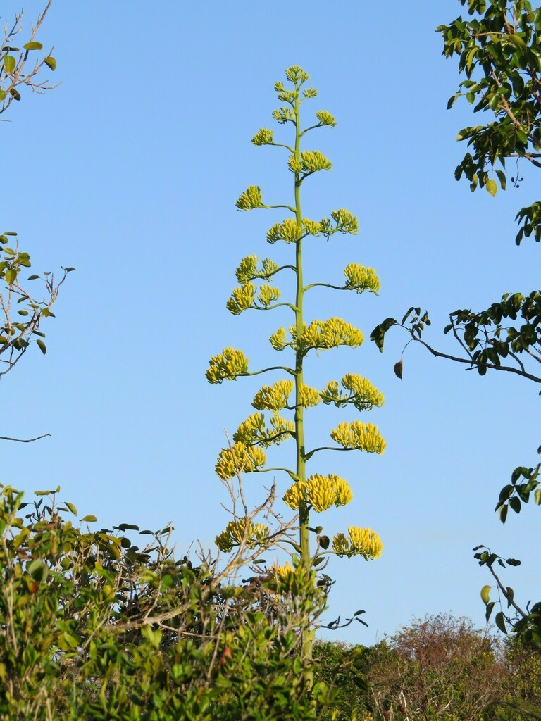 century plants from Moron, Cuba on February 15, 2013 at 06:16 AM by Joe ...