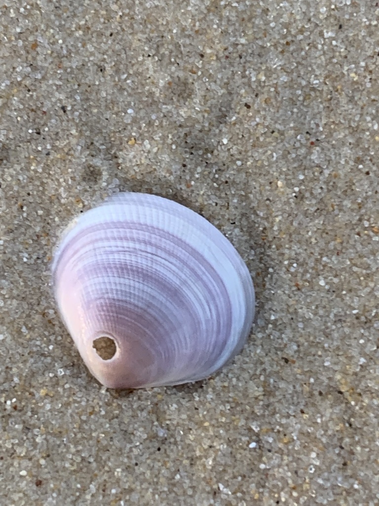Strigilla euronia from Inskip Peninsula Recreation Area, Inskip, QLD ...