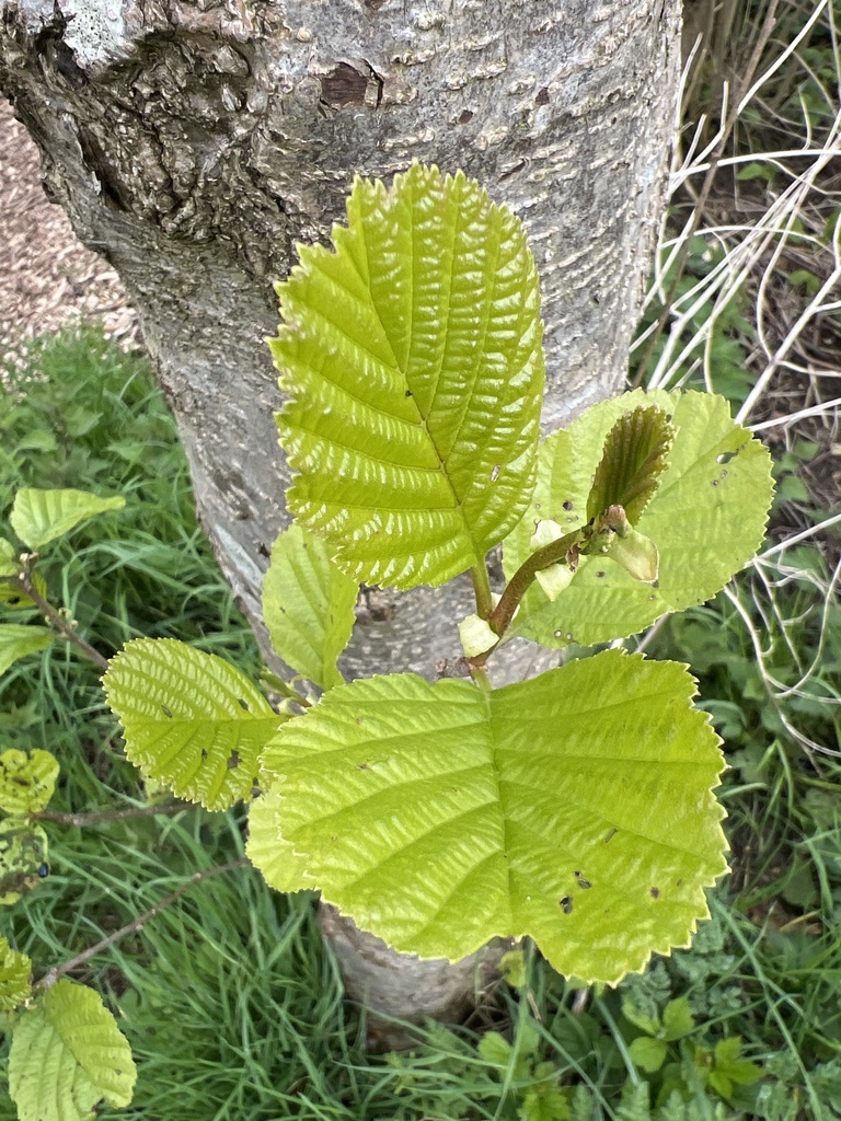 common alder from Fishergate Ward, York, England, GB on 27 April, 2024 ...