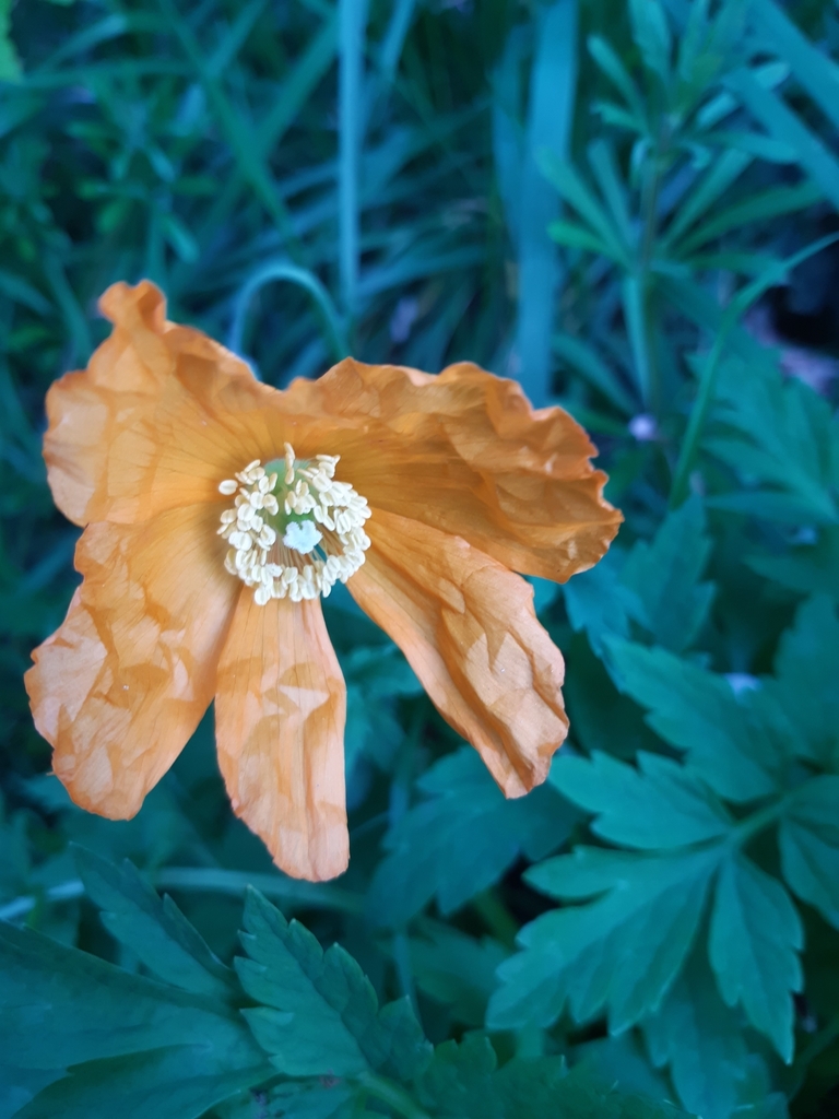 Welsh Poppy from Heapey, Chorley PR6 9BX, UK on April 27, 2024 at 11:27 ...