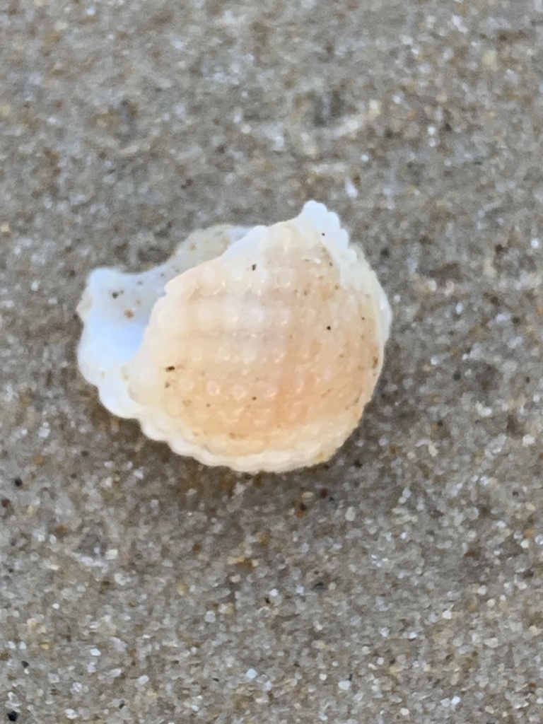 Nassarius conoidalis from Coral Sea, Inskip, QLD, AU on April 27, 2024 ...