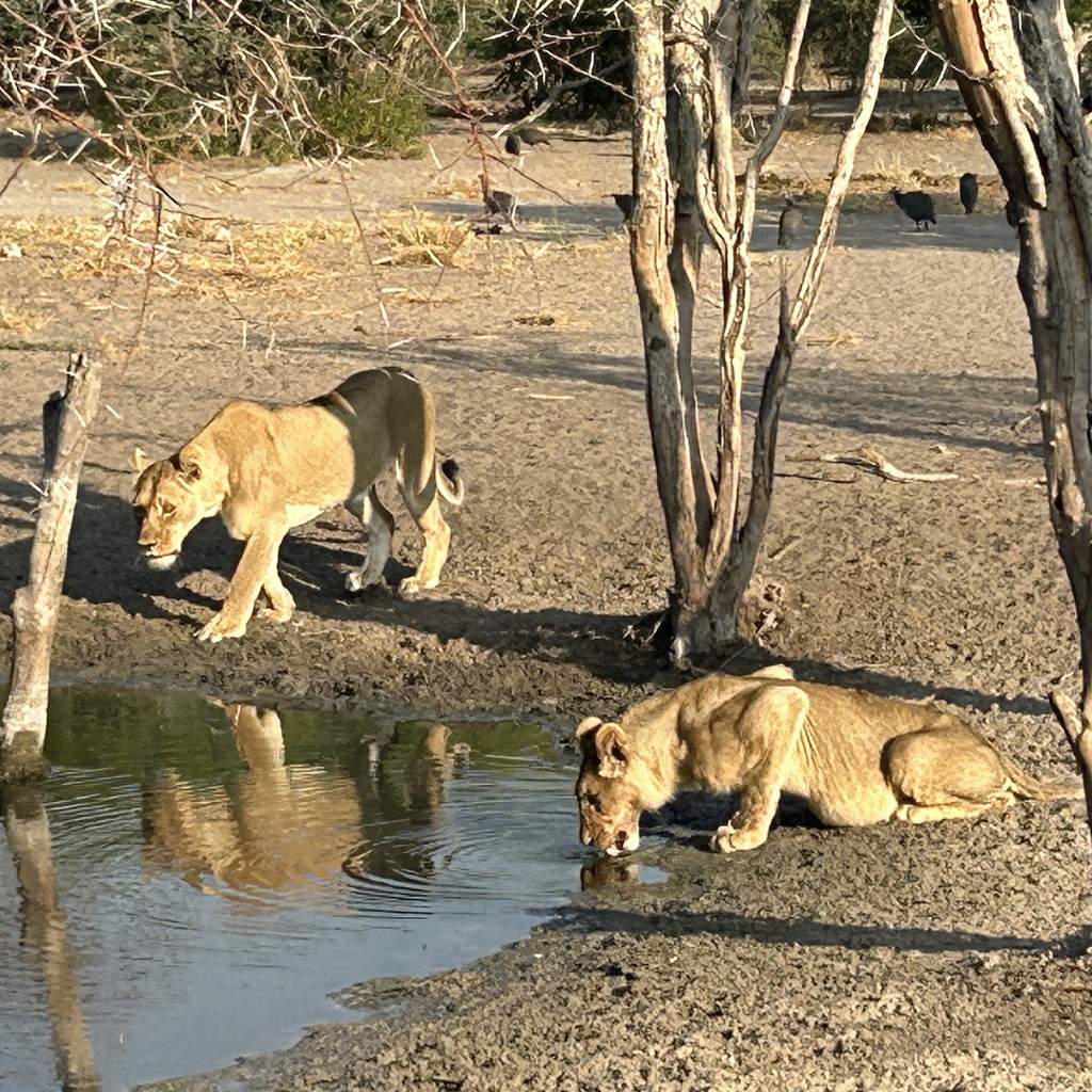 Southern Lion in April 2024 by Riana Fourie · iNaturalist