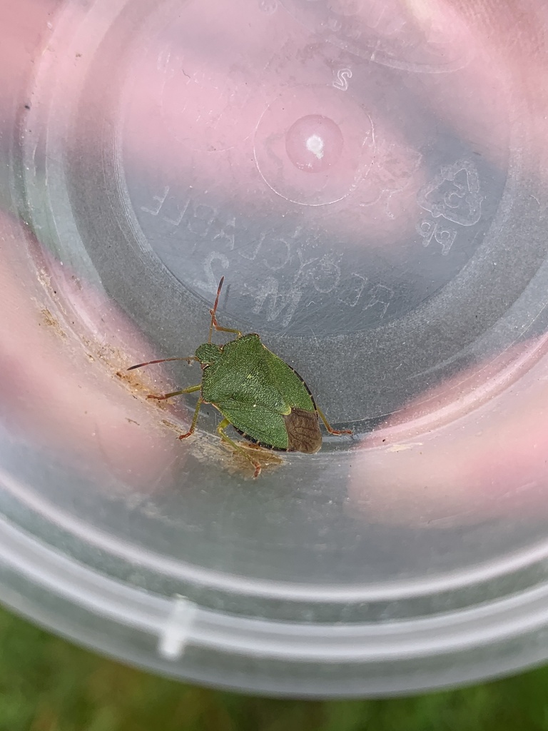 Green Shield Bug from Paragon Way, Coventry, England, GB on April 27 ...