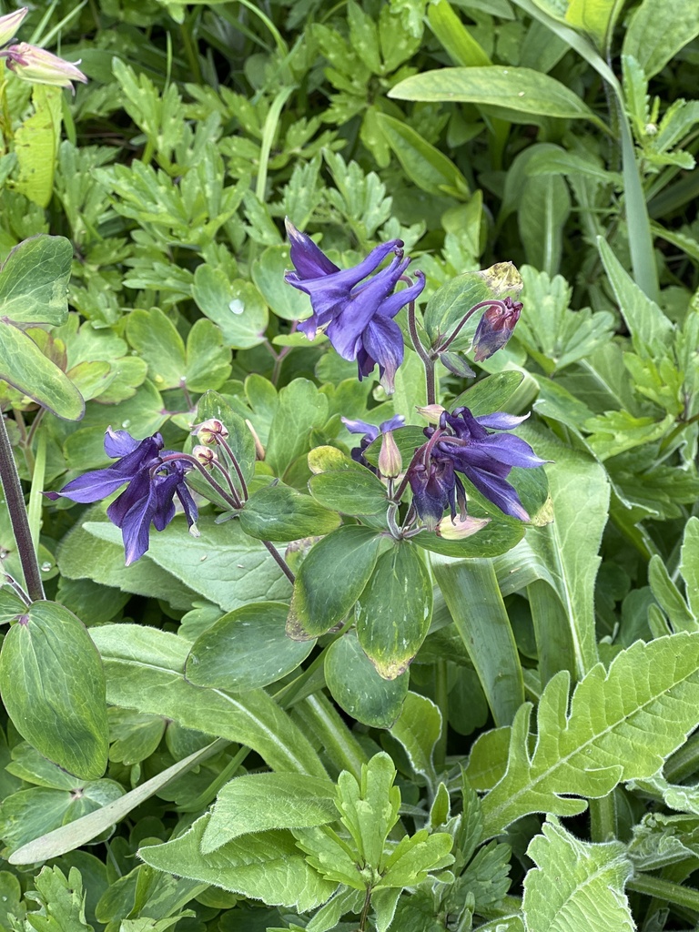 common columbine from The New Walk, York, England, GB on April 27, 2024 ...