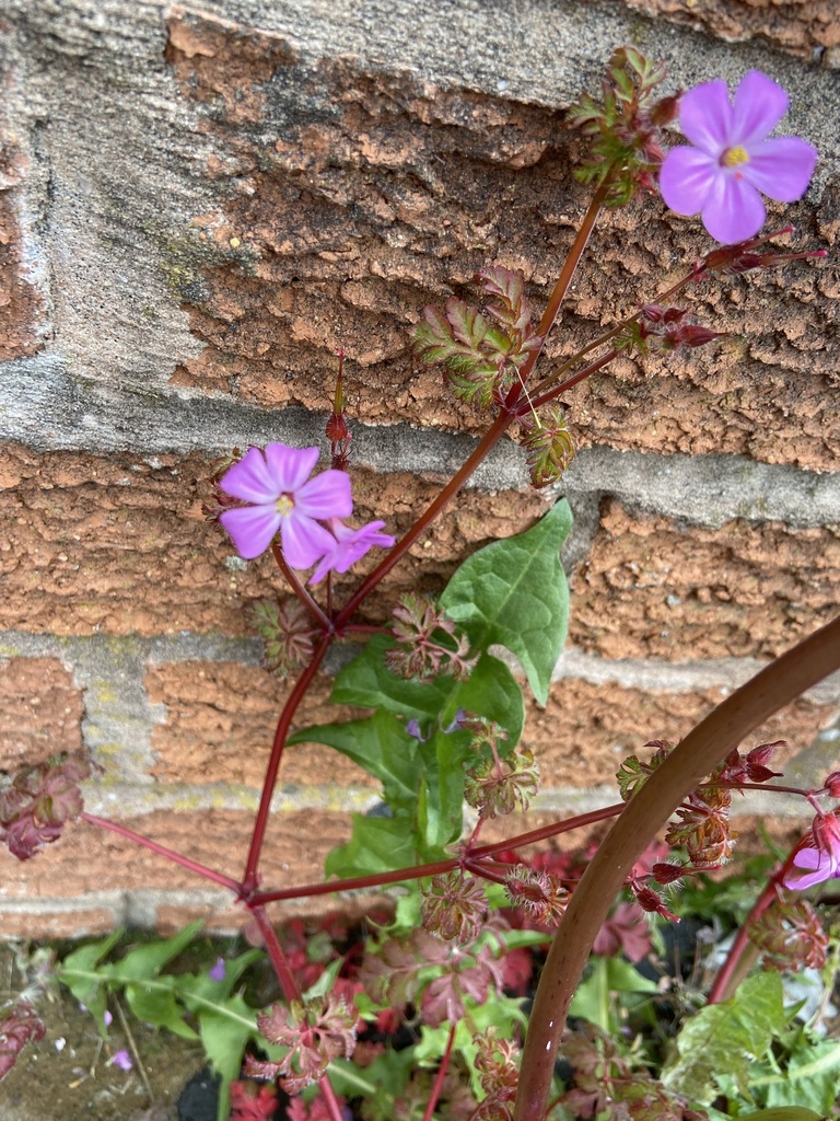 Herb Robert from Greasley Road, Stoke-On-Trent, England, GB on April 27 ...