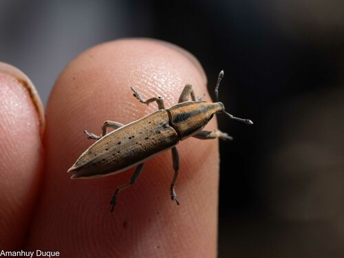 Lixus erysimi · iNaturalist