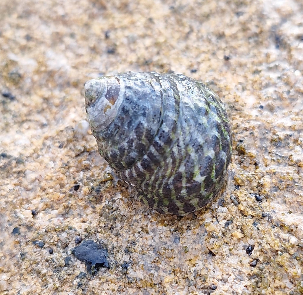 Zebra Top Snail from Australia on April 27, 2024 at 04:54 PM by Greg ...