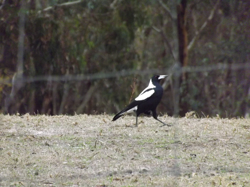 Australian Magpie from Kangarilla SA 5157, Australia on April 27, 2024 ...