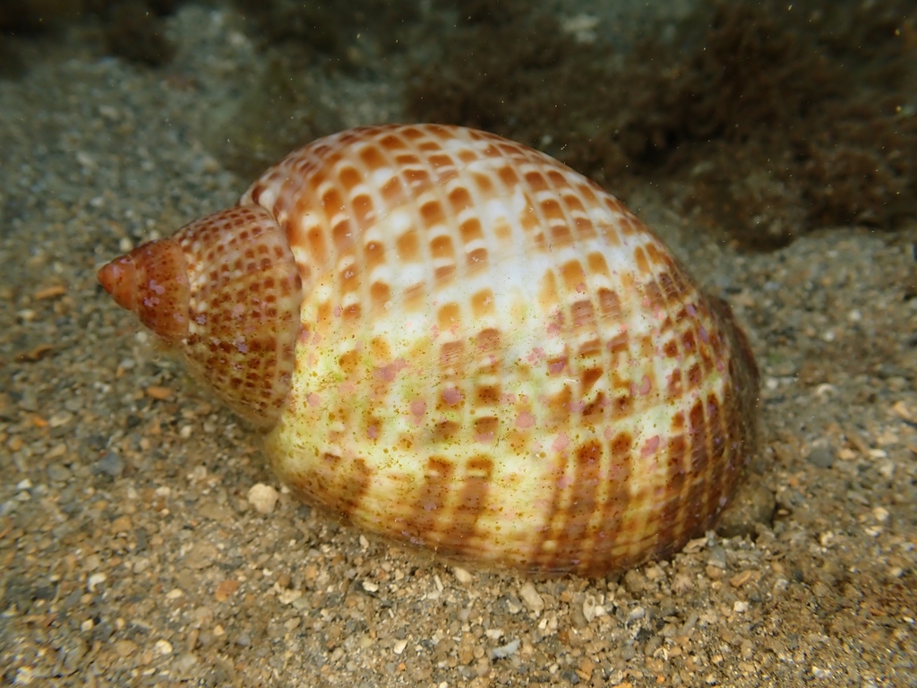 Partridge Tun Snail from Province Nord, Nouvelle-Calédonie on April 27 ...