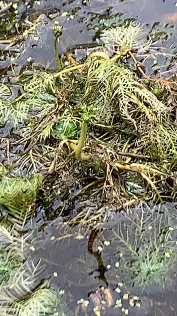 marsh mermaidweed from York on April 27, 2024 at 12:05 PM by zfreel ...
