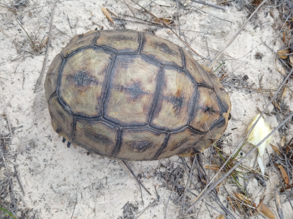 Angulate Tortoise from !Khwa ttu West - Fynbos Reserve on April 27 ...