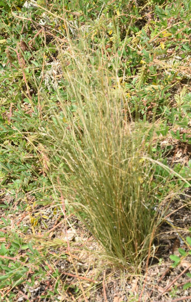 Wire grass from Barbara B. Pedersen Wildlife Preserve, 6609 N Scenic ...