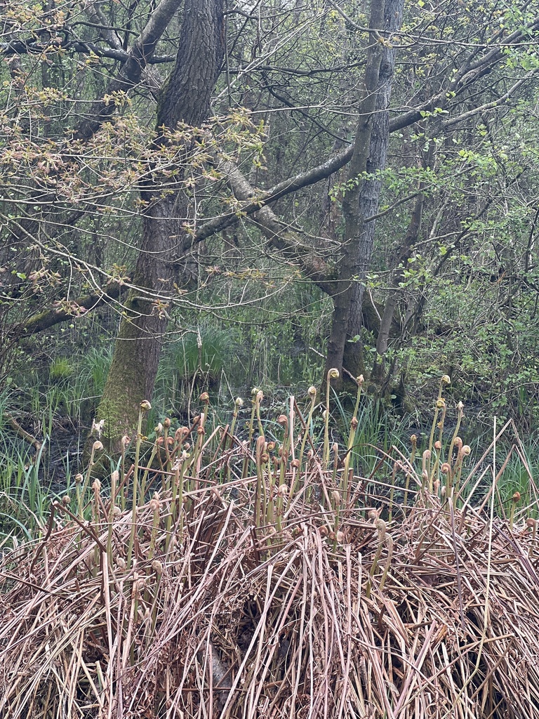 Royal fern family from Askham Bryan, York, England, GB on April 27 ...