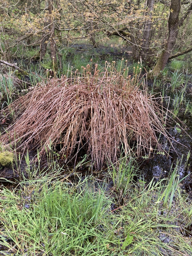 European royal fern from Askham Bryan, York, England, GB on April 27 ...