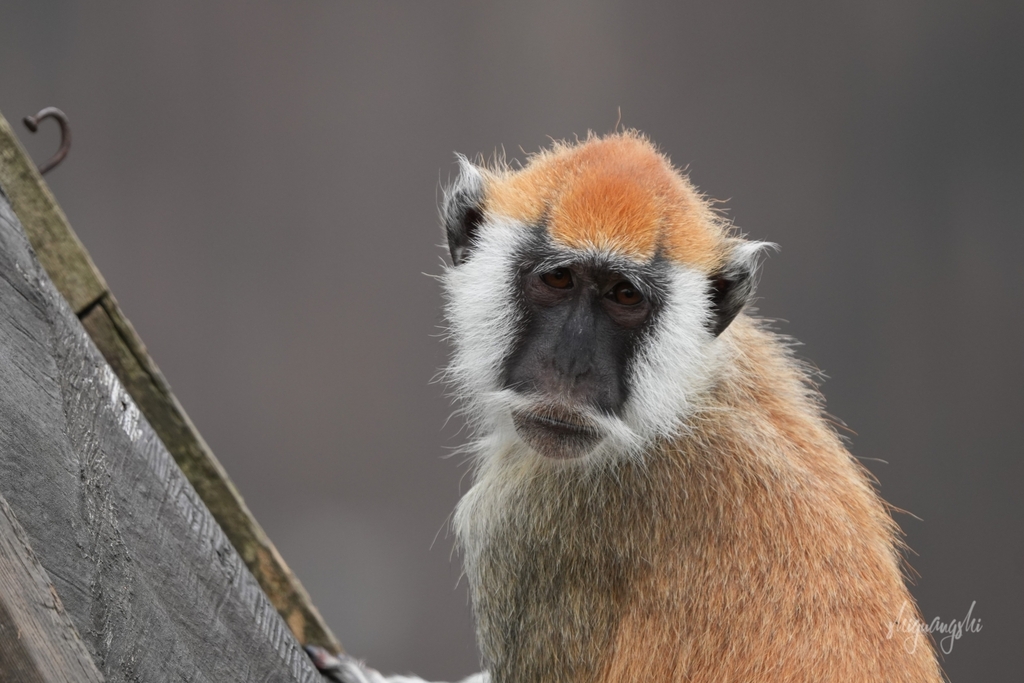 Patas Monkeys from Suzhou, CN-JS, CN on April 27, 2024 at 10:39 AM by ...