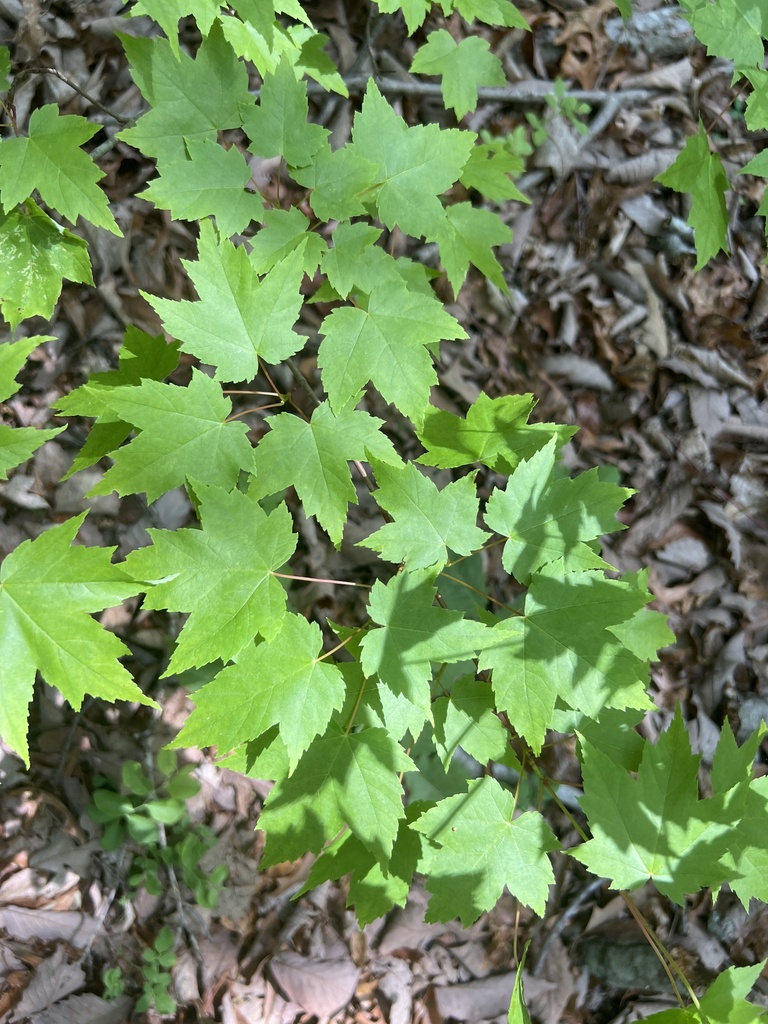 Eastern Red Maple from Occoneechee Mountain State Natural Area ...