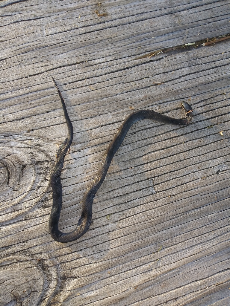 ring-necked snake from Fort Myers, FL 33965, USA on April 27, 2024 at ...