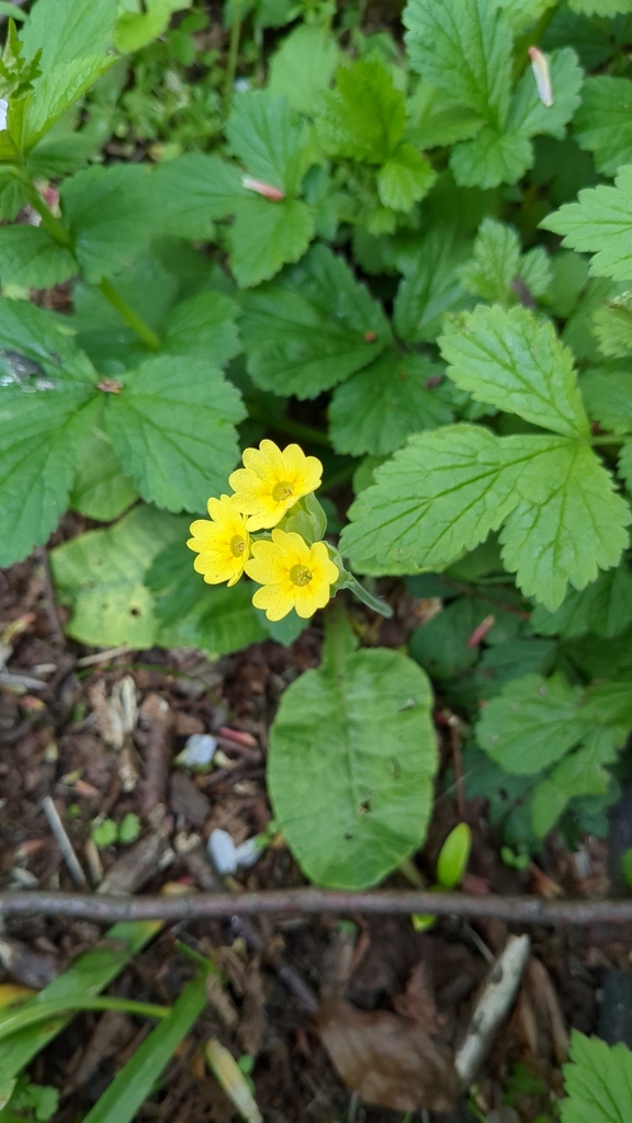 Cowslip from Liverpool L16, UK on April 27, 2024 at 12:34 PM by Matthew ...