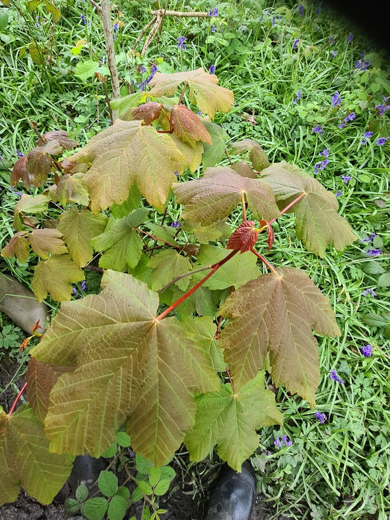 sycamore maple from Dunnington, York YO19 5PE, UK on April 27, 2024 at ...