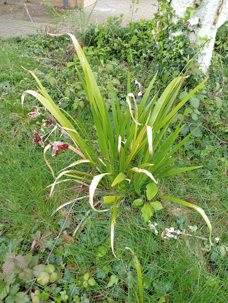 Stinking iris from Heslington, York YO10, UK on April 27, 2024 at 12:44 ...