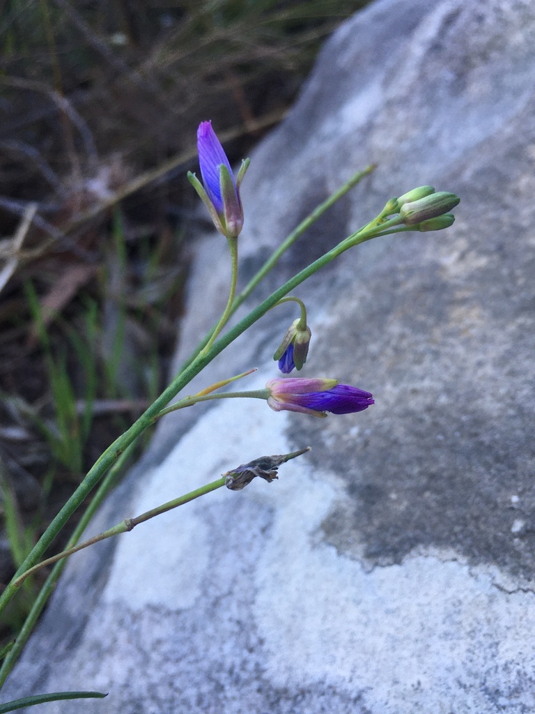 Heliophila linearis linearifolia from Table Mountain National Park ...