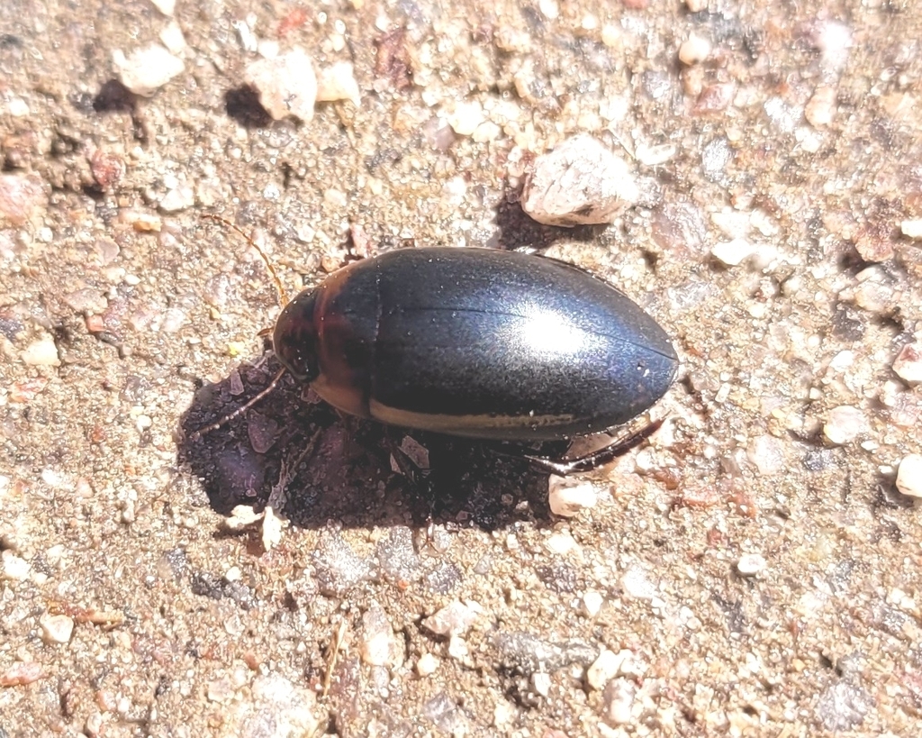 Hydaticus seminiger from Latokartano, 00790 Helsinki, Finland on April ...