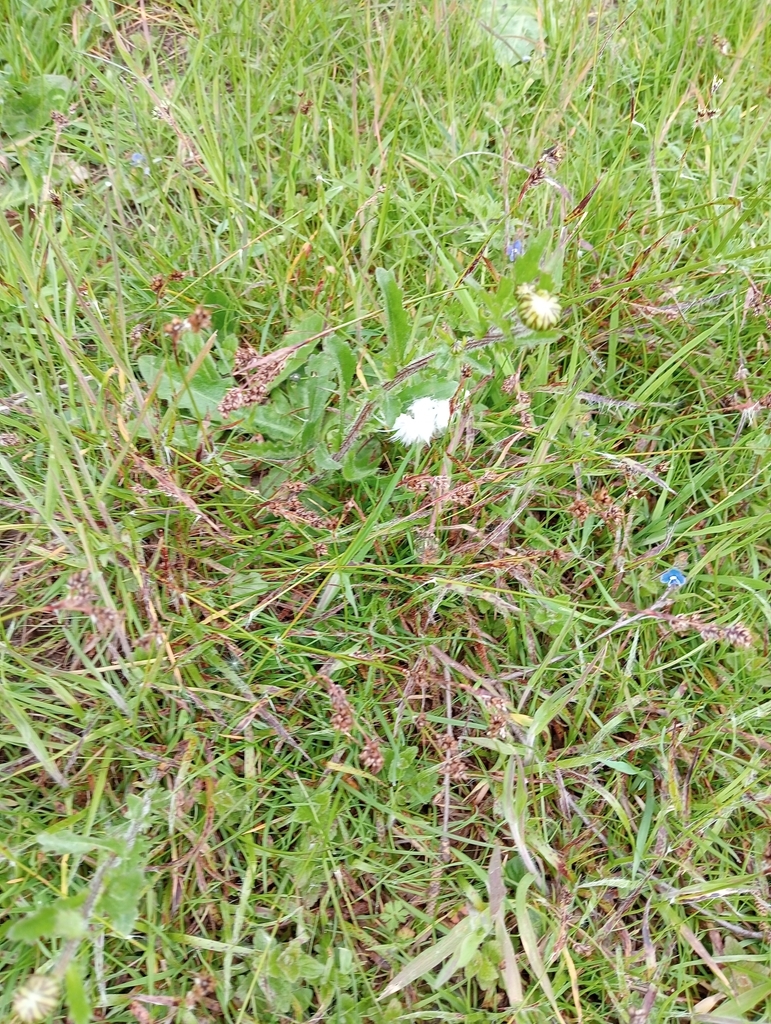 Field woodrush from Harry Fairhurst Building, Heslington, York YO10 5DD ...