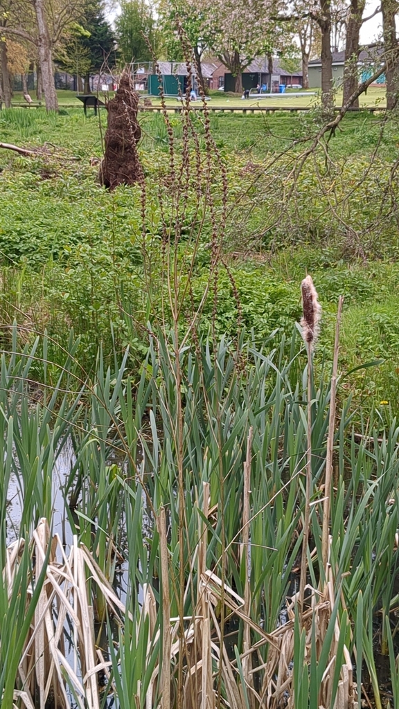 purple loosestrife from Liverpool L16, UK on April 27, 2024 at 12:51 PM ...