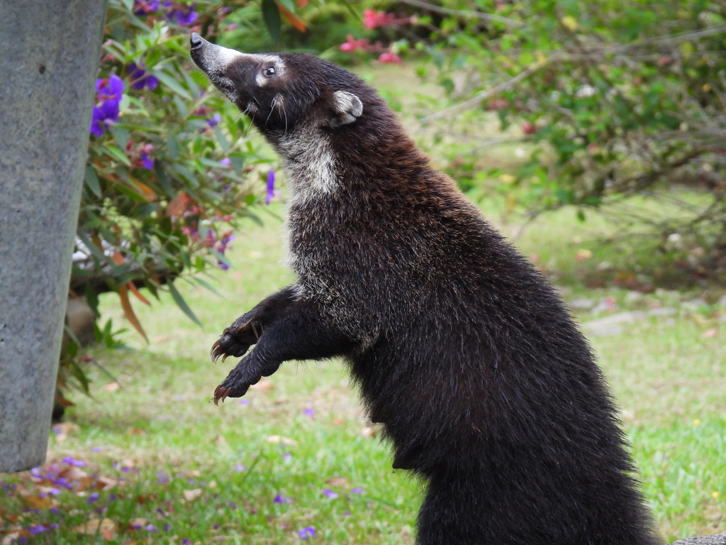 White-nosed Coati from Alajuela Province, Zarcero, Costa Rica on April ...