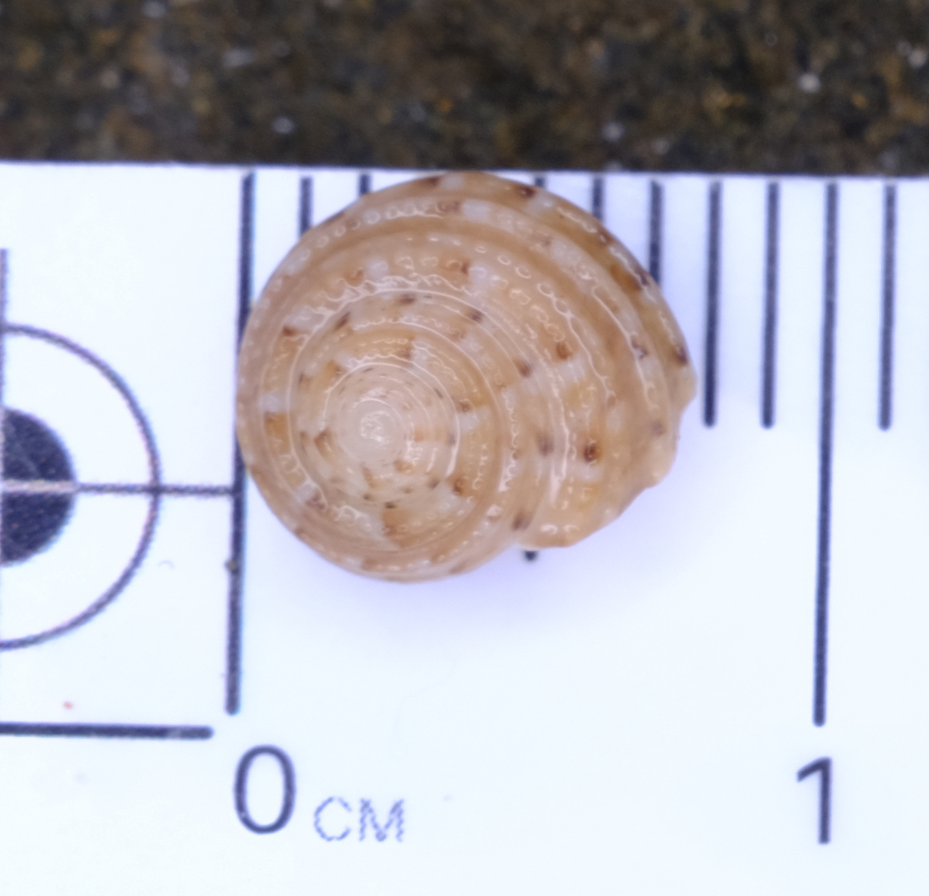 Clanculus plebejus from Surf Coast - West, AU-VI, AU on April 27, 2024 ...