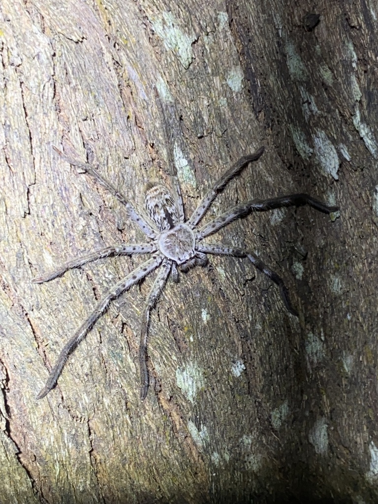 Grey Huntsman Spider from Bankside St, Nathan, QLD, AU on April 27 ...