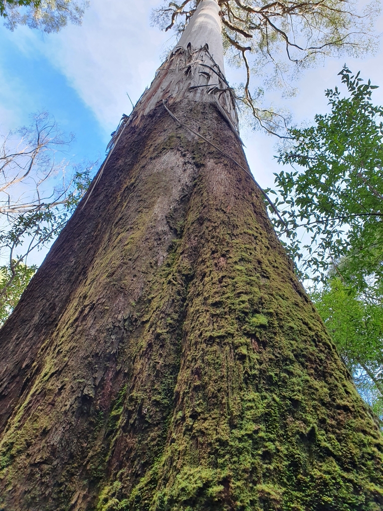 Australian Mountain Ash from Lorne VIC 3232, Australia on April 27 ...