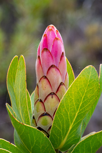 Photo 371679897, (c) magriet b, some rights reserved (CC BY-SA ...