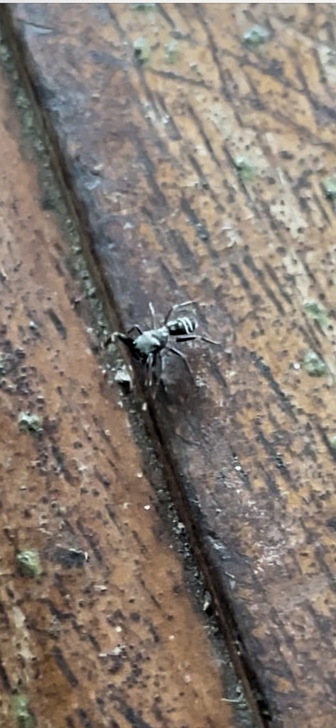 Jumping Spiders from Espiritu Santo, Vanuatu, VU on April 27, 2024 at ...