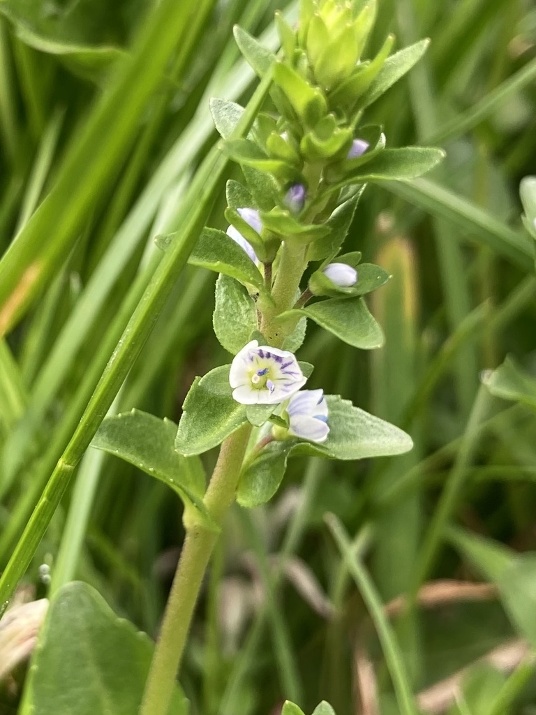 thyme-leaved speedwell from Clive Grove, York, England, GB on April 27 ...