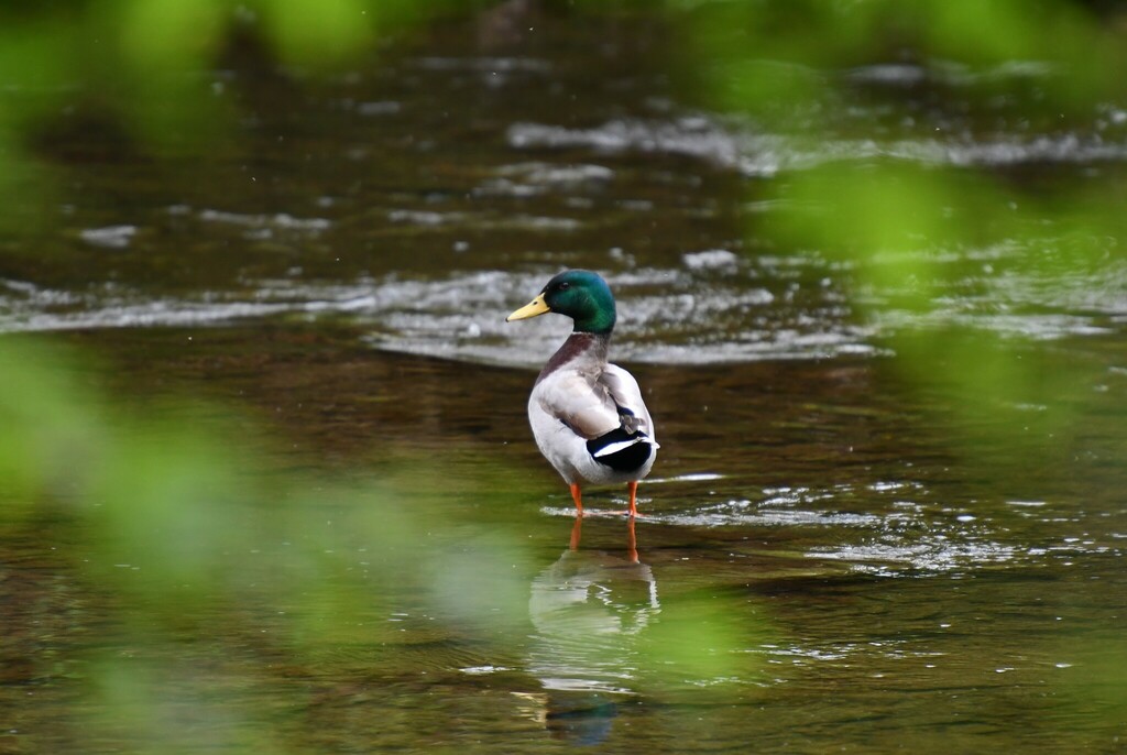 Mallard from Green Ribbon Trail, Montgomery County, PA on April 21 ...