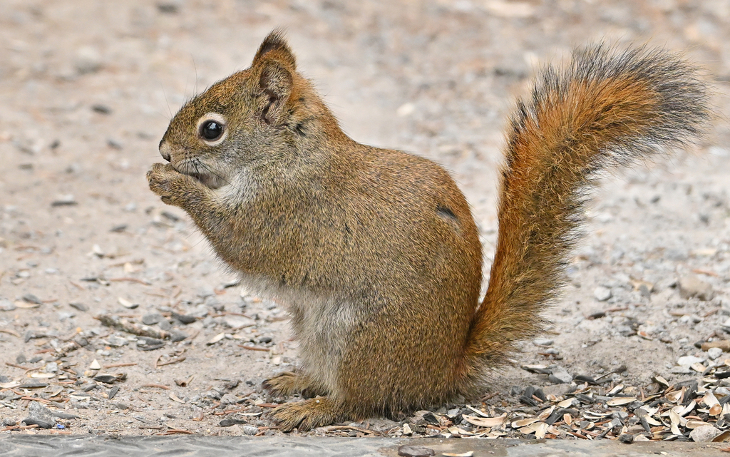 American Red Squirrel from River Valley Whitemud, Edmonton, AB, Canada ...