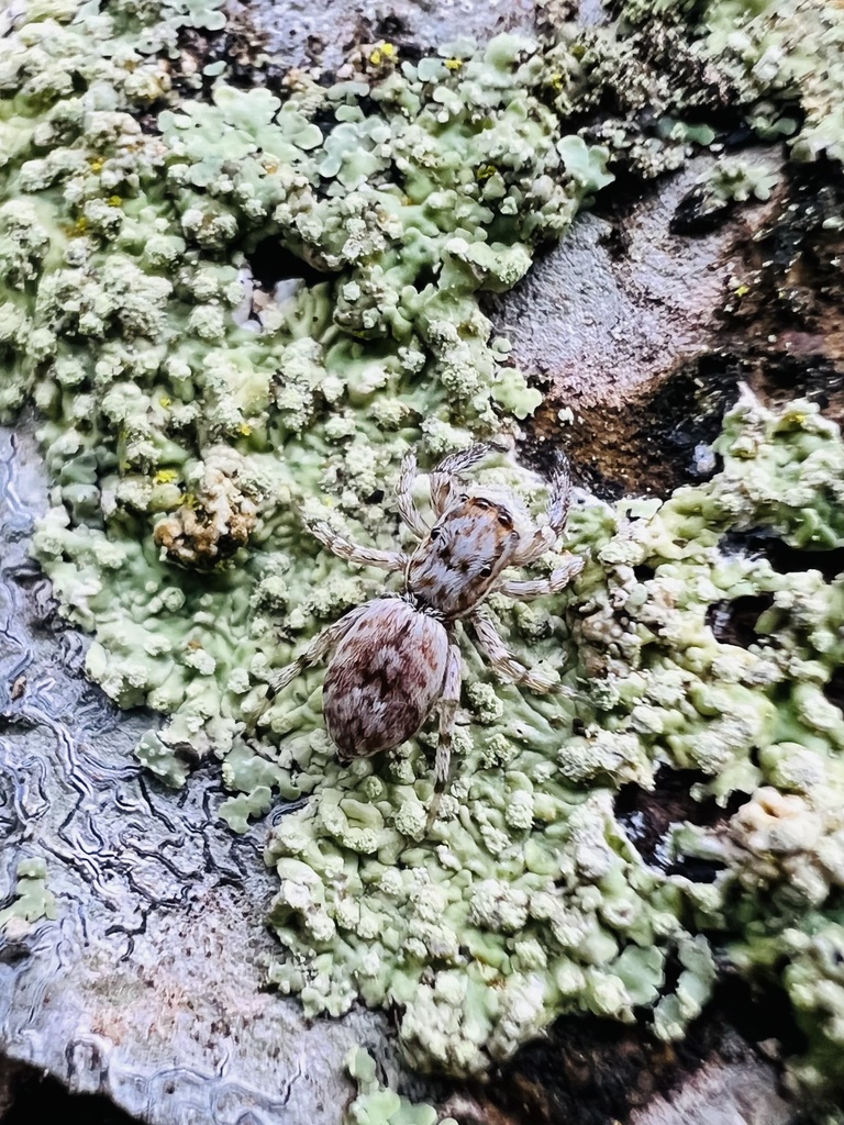 Typical Jumping Spiders from Mindanao, Tagum City, Davao Del Norte, PH ...