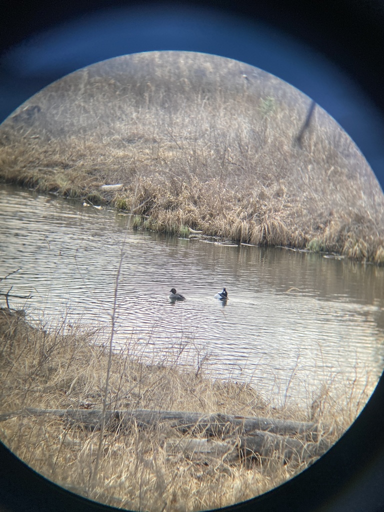 Common Goldeneye from Fish Creek Provincial Park, Calgary, AB, CA on ...