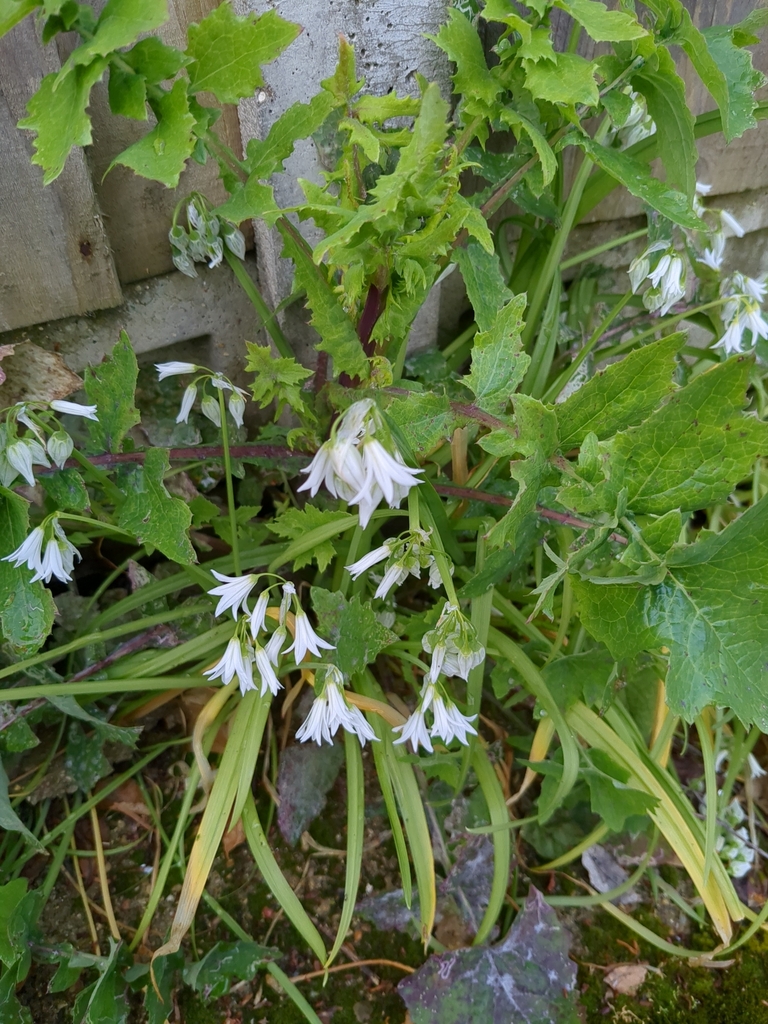 Three-cornered garlic from London NW10, UK on April 27, 2024 at 02:21 ...