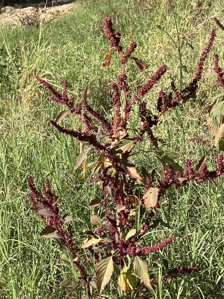 Red amaranth from Barella Street, Windhoek, Khomas, NA on April 27 ...