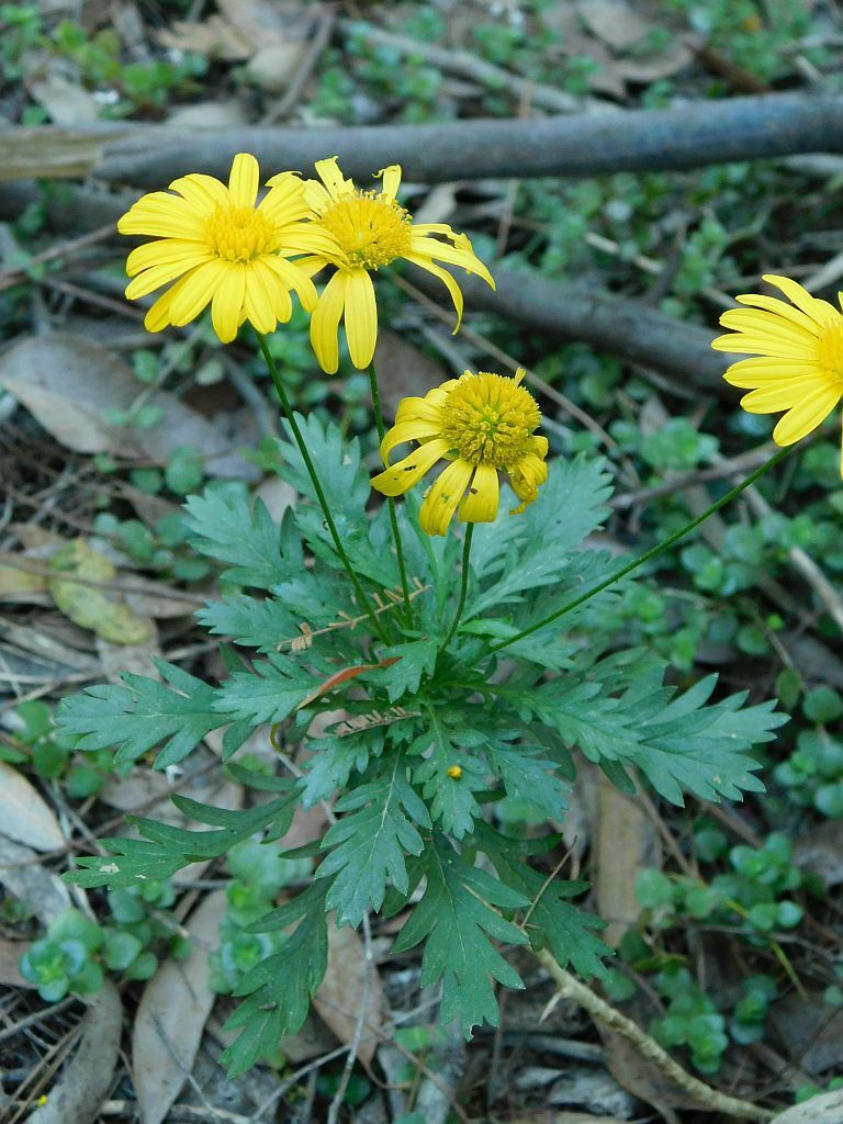 Paris Daisy from Gobos Greyton, 7233, South Africa on April 26, 2024 at ...