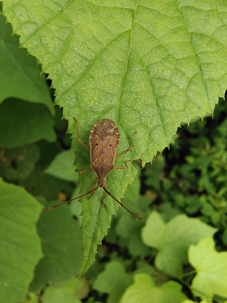 Homoeocerus unipunctatus from Yichun, CN-JX, CN on April 27, 2024 at 02 ...