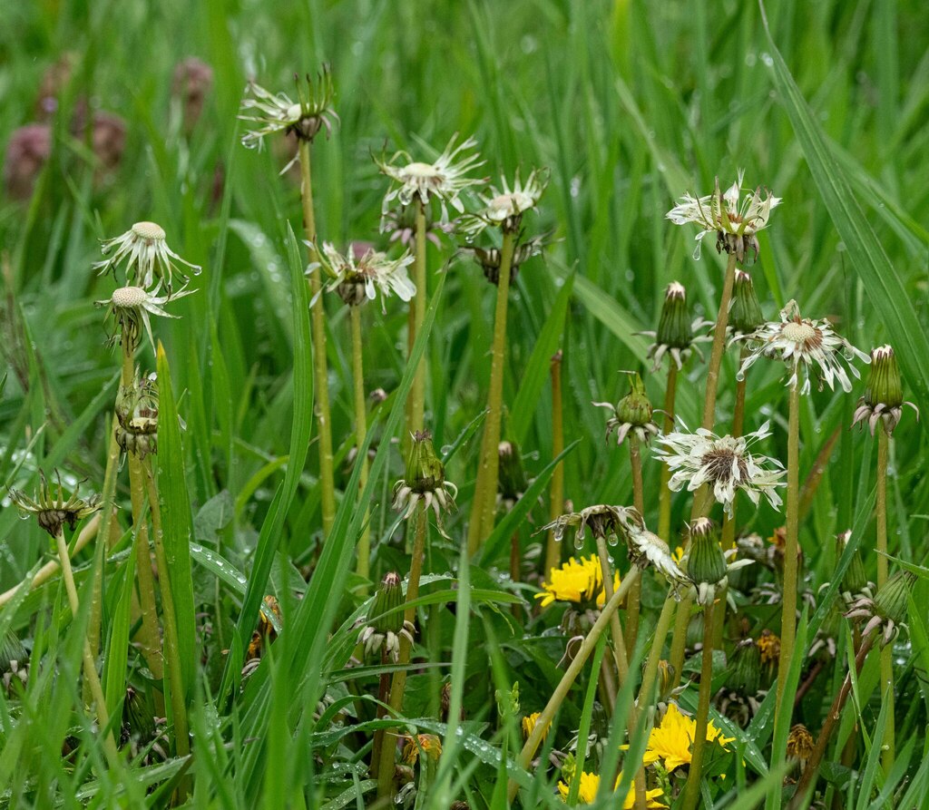 common dandelion from Richmond, BC, Canada on April 26, 2024 at 10:23 ...