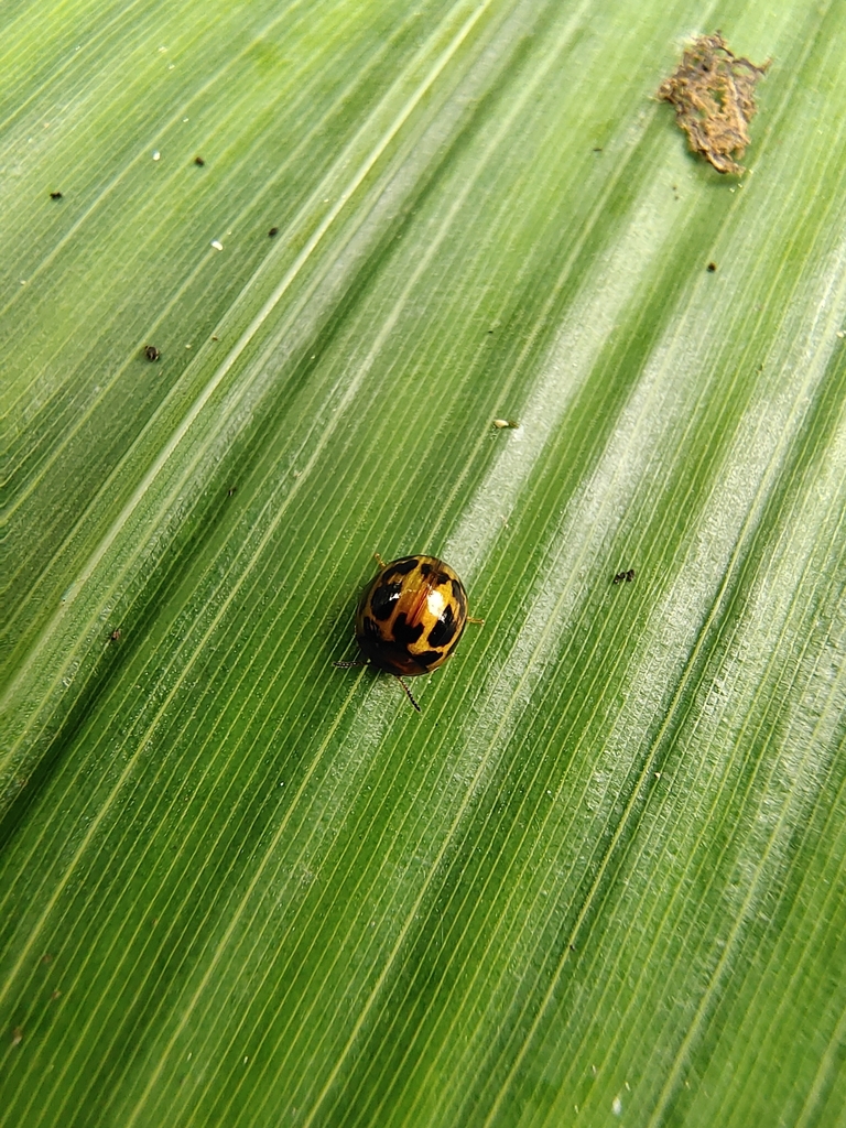 Derispia from Yichun, CN-JX, CN on April 27, 2024 at 02:29 PM by ...