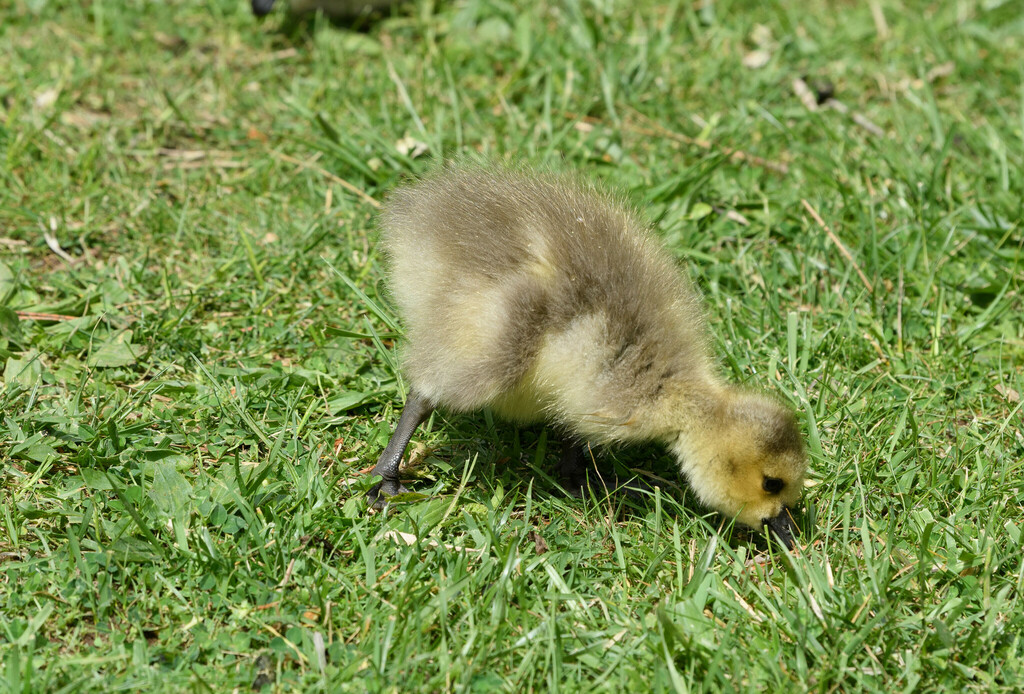 Canada Goose from Kathryn Albertson Park, Boise, ID, USA on April 26 ...