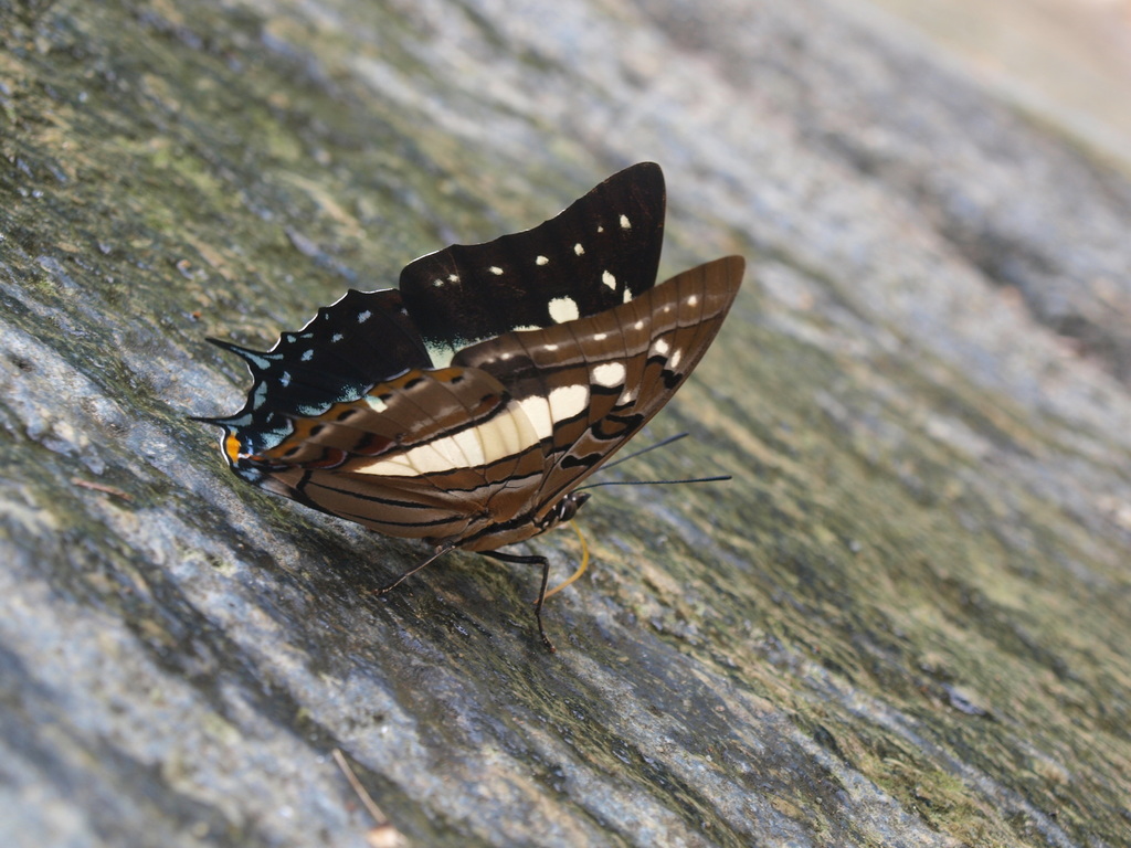 Polyura jupiter from Jayapura, Papua, Indonesia on June 30, 2010 at 11: ...