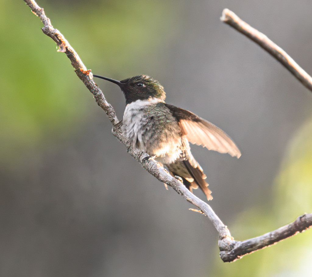 Ruby-throated Hummingbird from Montgomery, Pennsylvania, United States ...